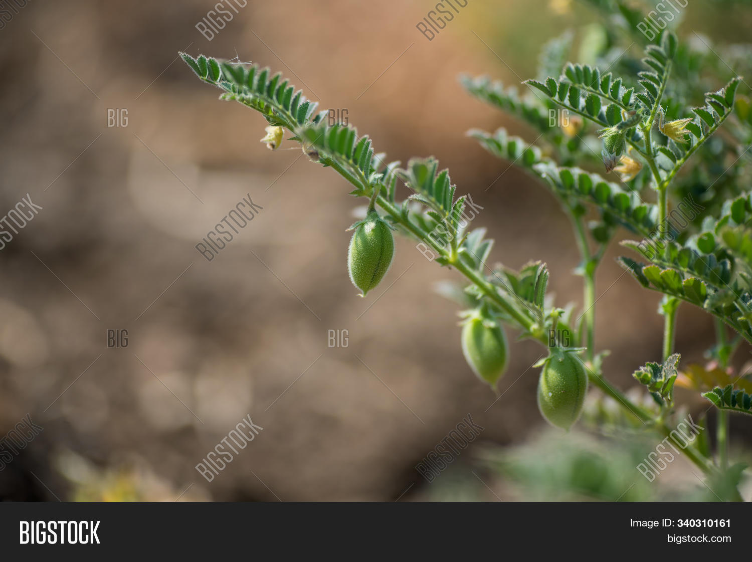 Chickpeas Pod Green Image & Photo (Free Trial) | Bigstock