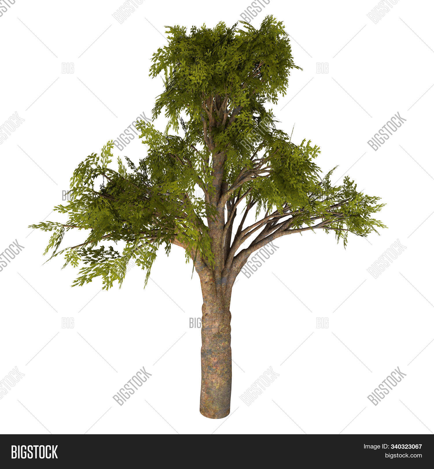 Malaysian Kauri Tree Image & Photo (Free Trial) | Bigstock