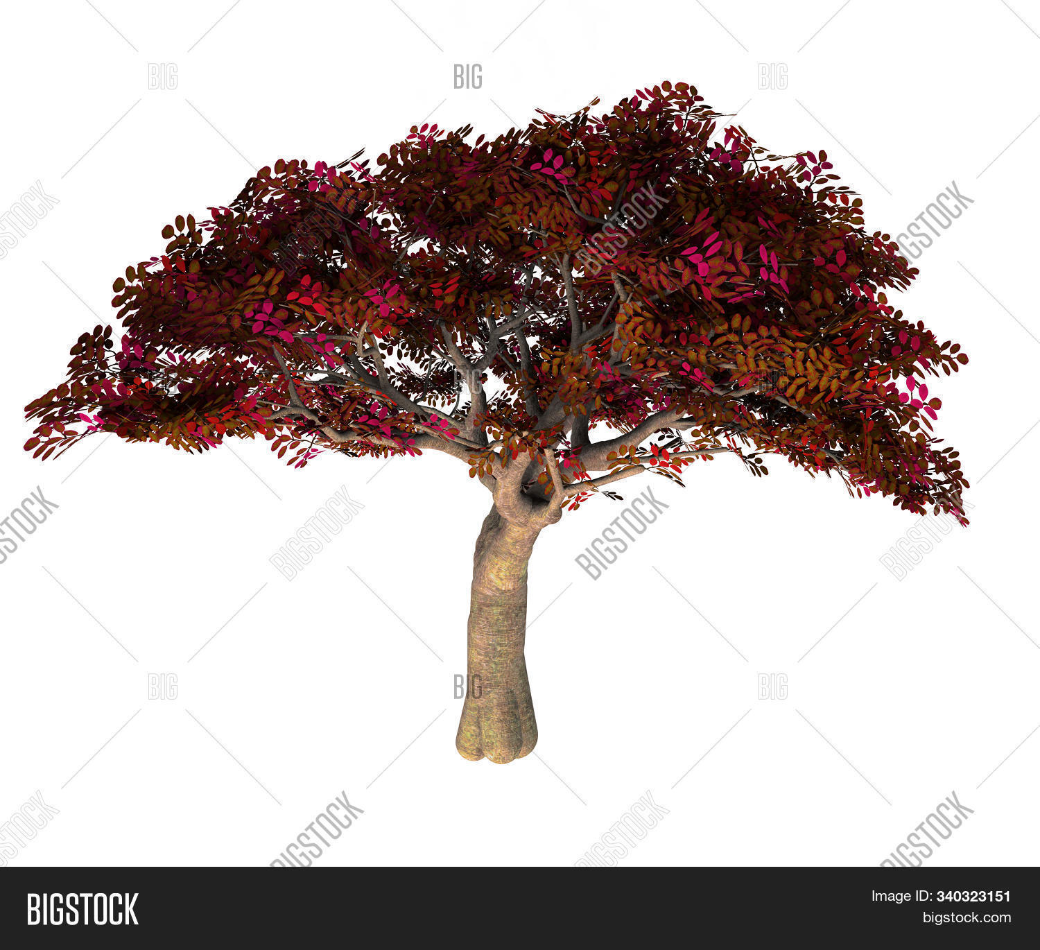 Persian Ironwood Tree Image & Photo (Free Trial) | Bigstock