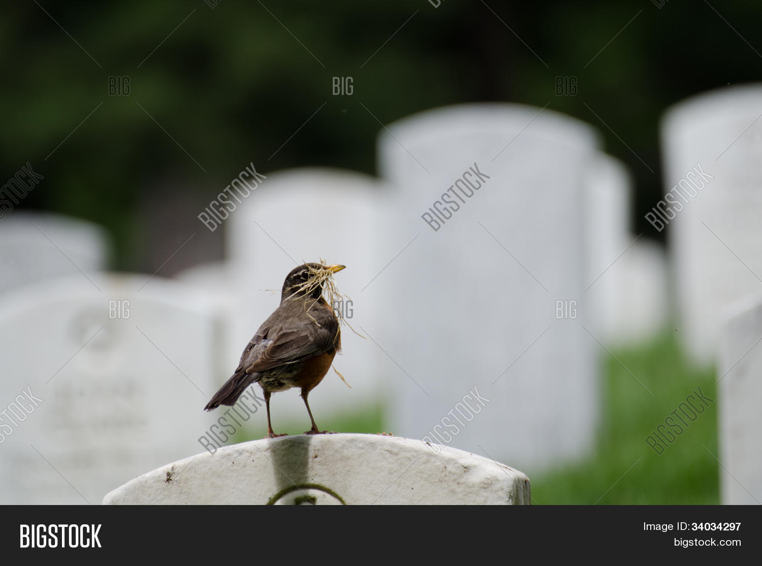Washington DC - Bird Image & Photo (Free Trial) | Bigstock