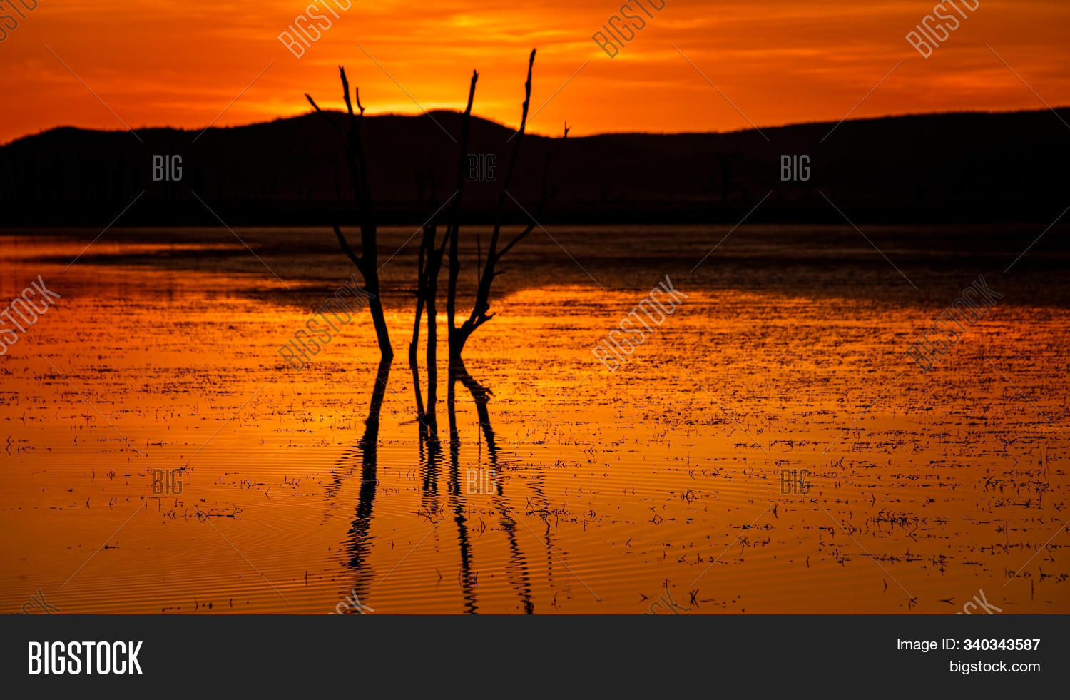 Twilight Sunset Swamp Image & Photo (Free Trial) | Bigstock