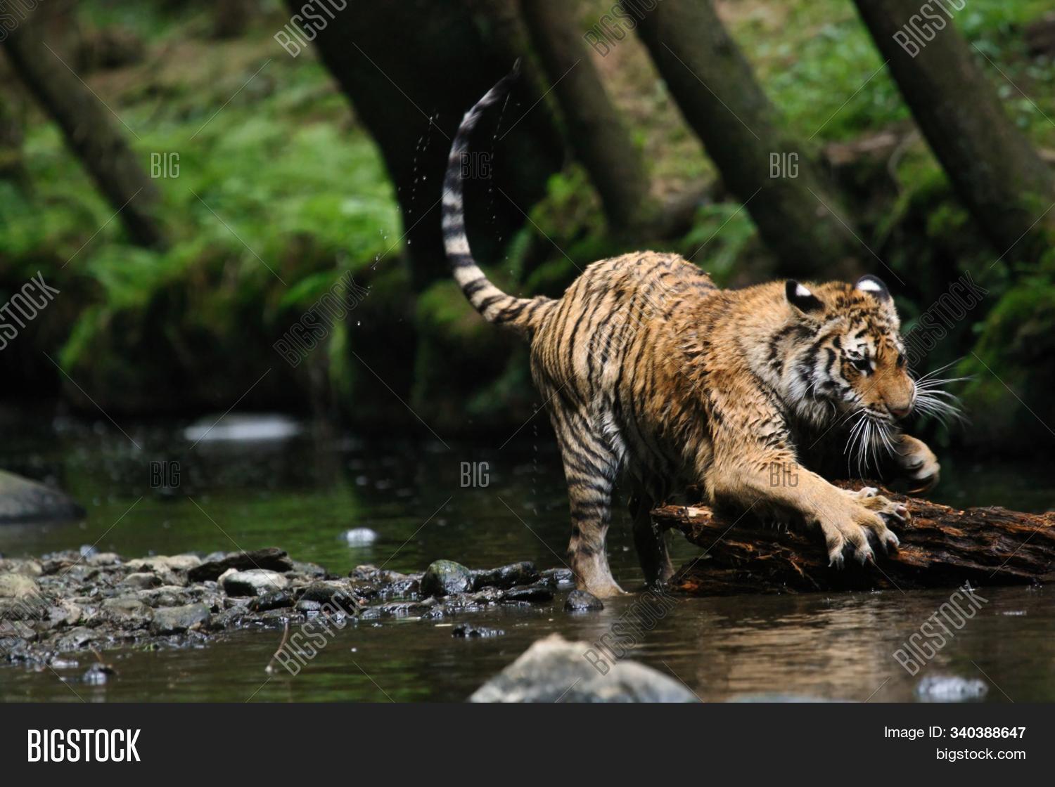 Siberian Tiger ( Image & Photo (Free Trial) | Bigstock