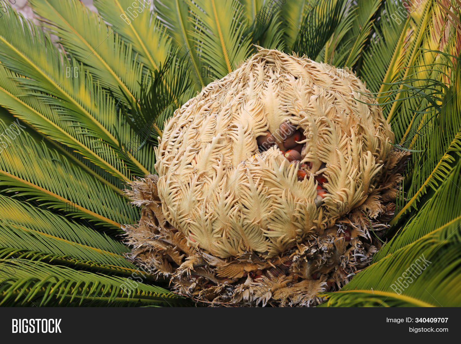 Female Cone Fruits Image & Photo (Free Trial) | Bigstock
