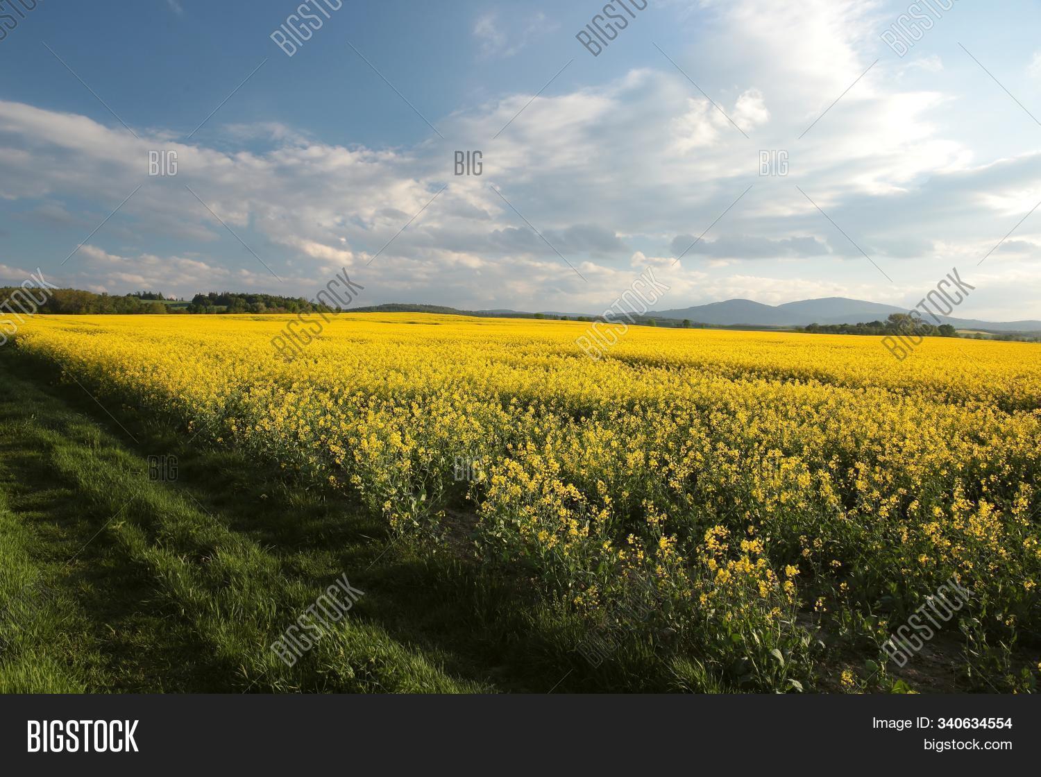 Spring Sunrise Yellow Image & Photo (Free Trial) | Bigstock