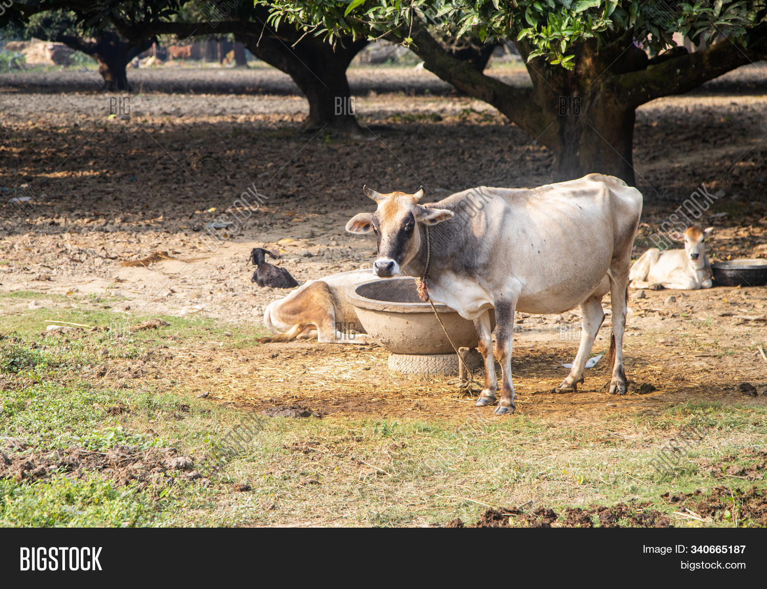 Beautiful Indian Image & Photo (Free Trial) | Bigstock