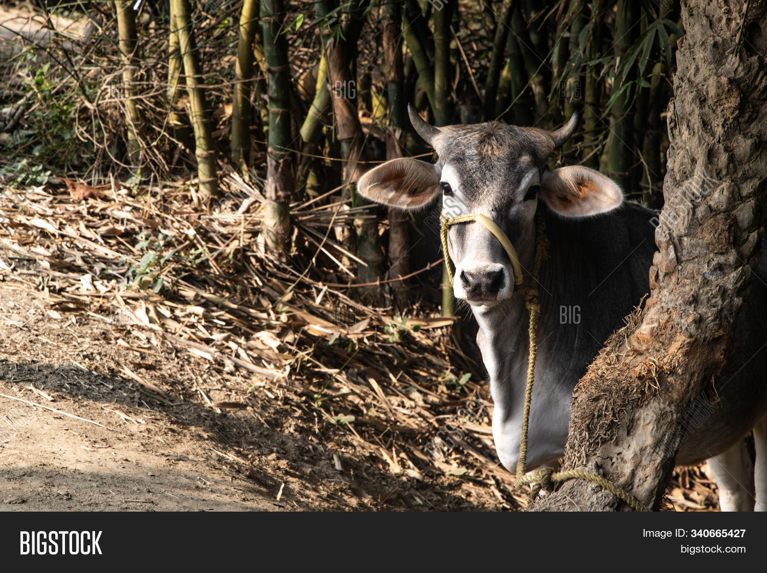 Beautiful Indian Image & Photo (Free Trial) | Bigstock