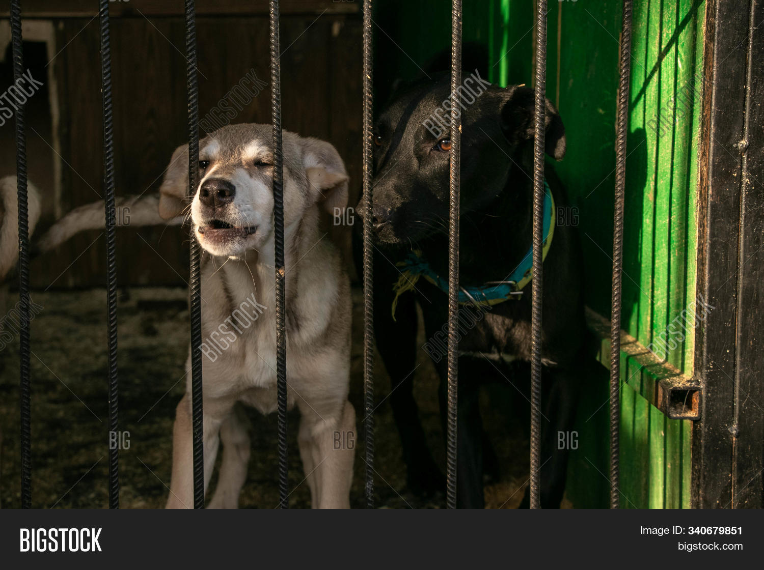 Young Dog Behind Bars Image & Photo (Free Trial) | Bigstock