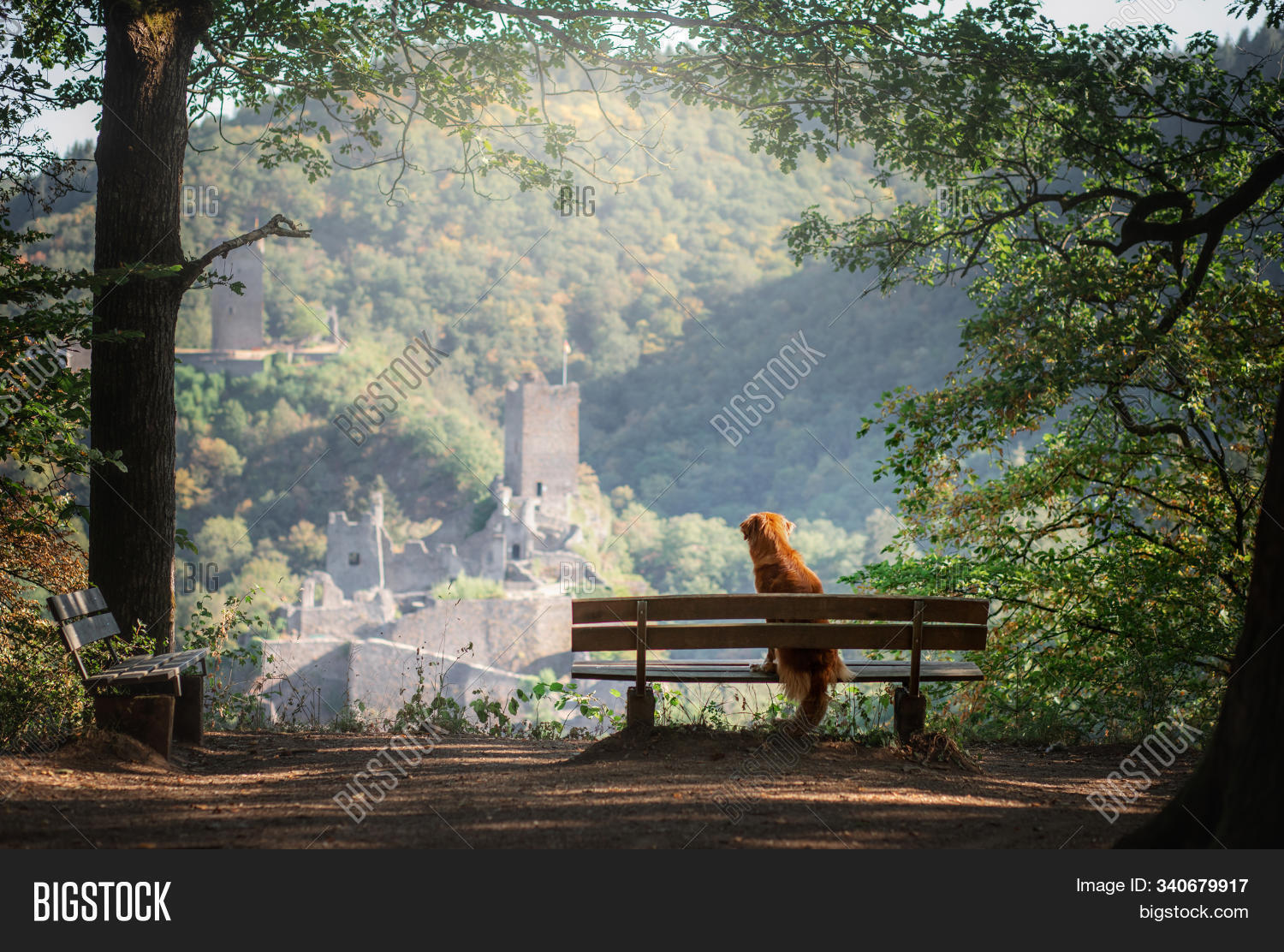 Dog On Bench Sits Image & Photo (Free Trial) | Bigstock