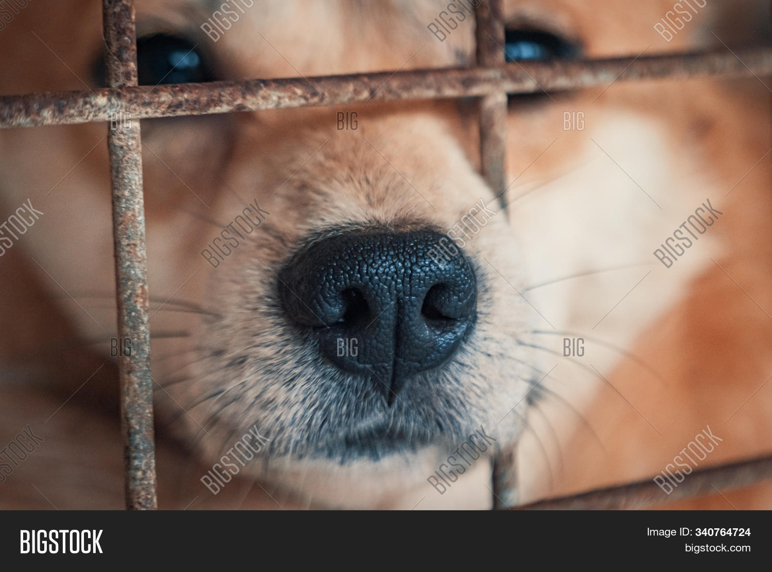 Portrait Sad Dog Image & Photo (Free Trial) | Bigstock