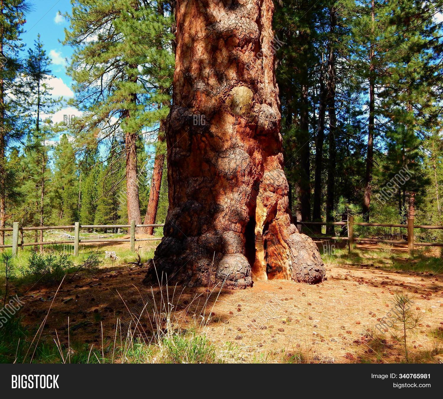 Proud Pine - Base Image & Photo (Free Trial) | Bigstock