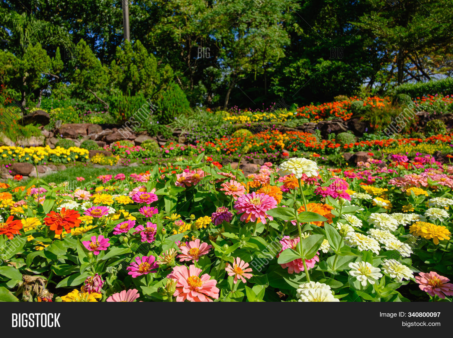 Beautiful Zinnia Image & Photo (Free Trial) | Bigstock