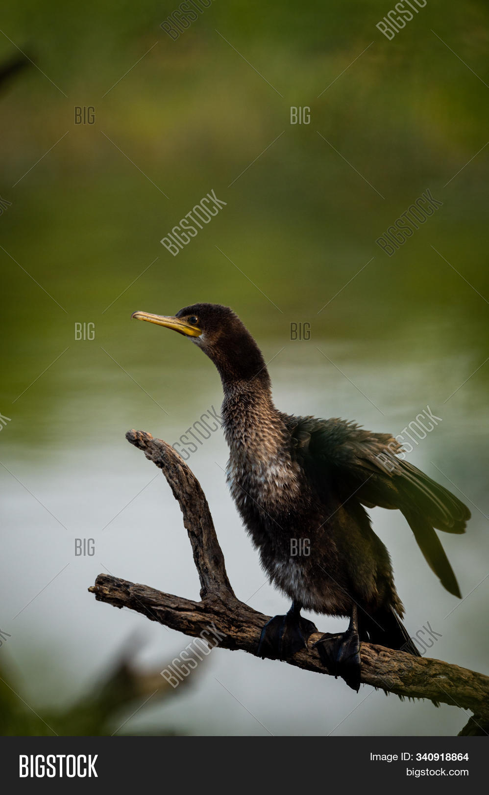 Great Cormorant Large Image & Photo (Free Trial) | Bigstock
