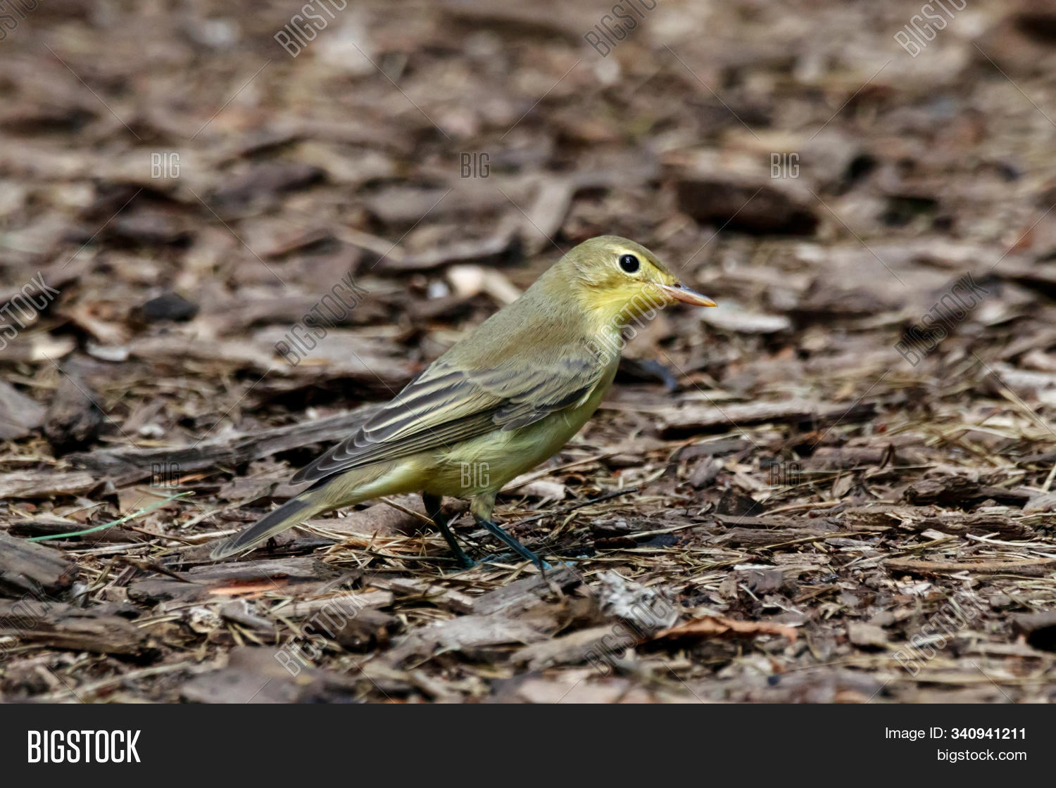 Icterine Warbler Image & Photo (Free Trial) | Bigstock