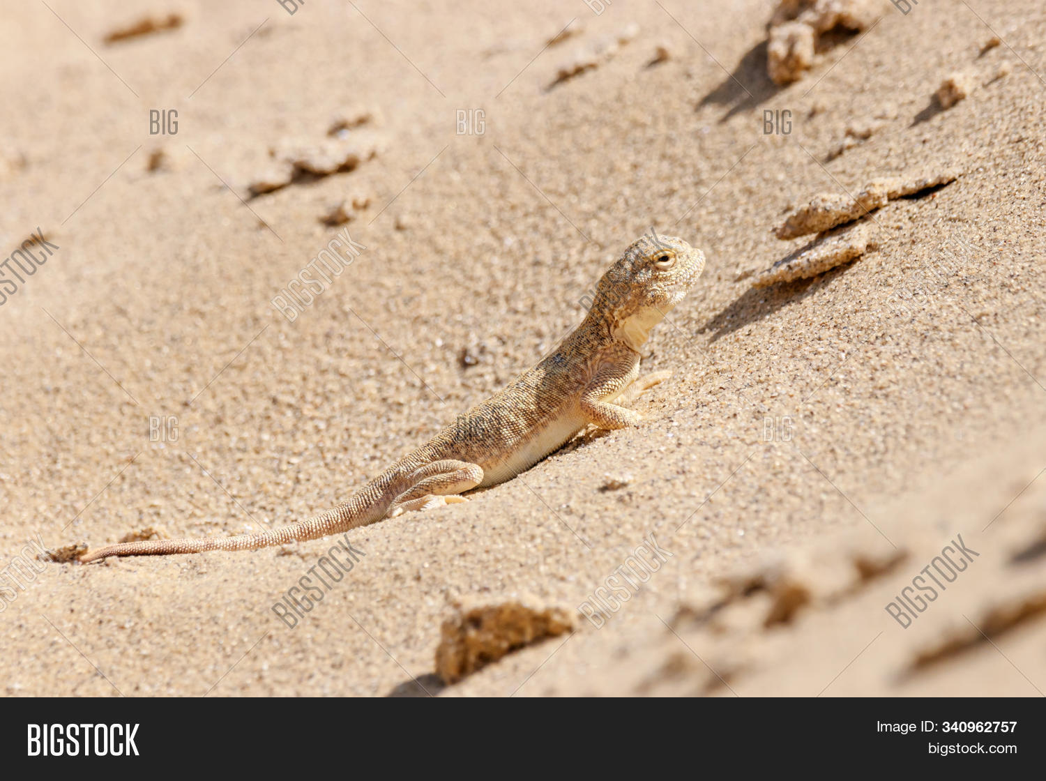 Toadhead Agama Image & Photo (Free Trial) | Bigstock
