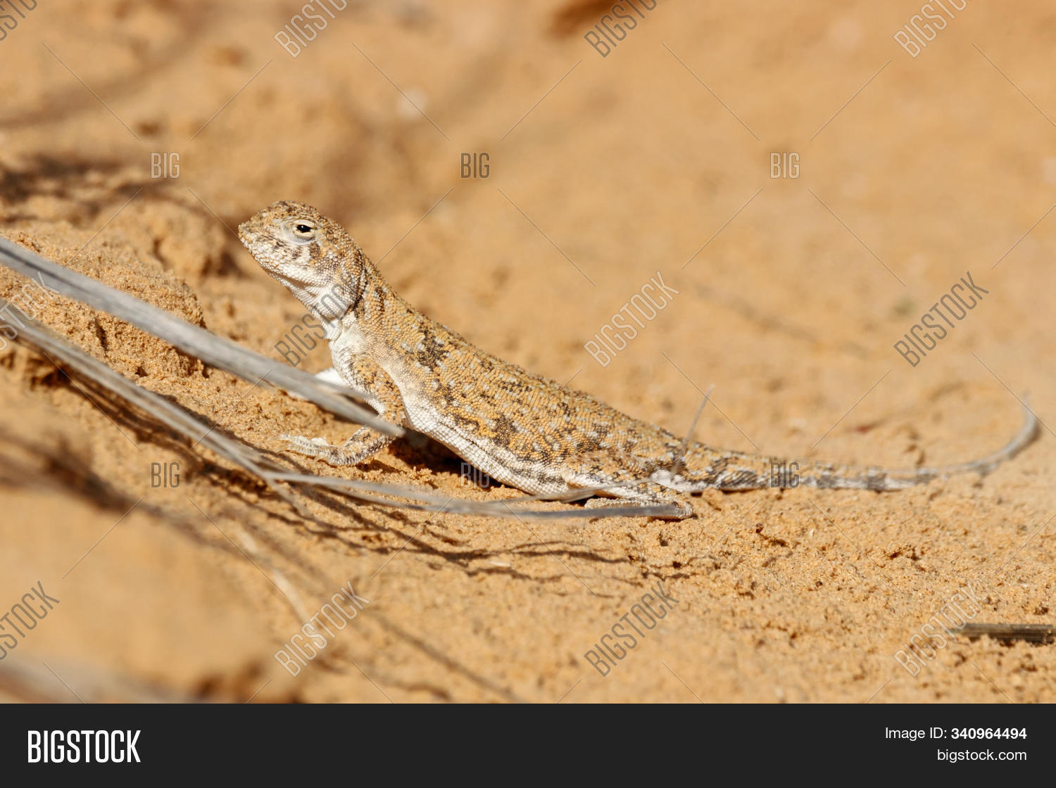 Spotted Toadhead Agama Image & Photo (Free Trial) | Bigstock