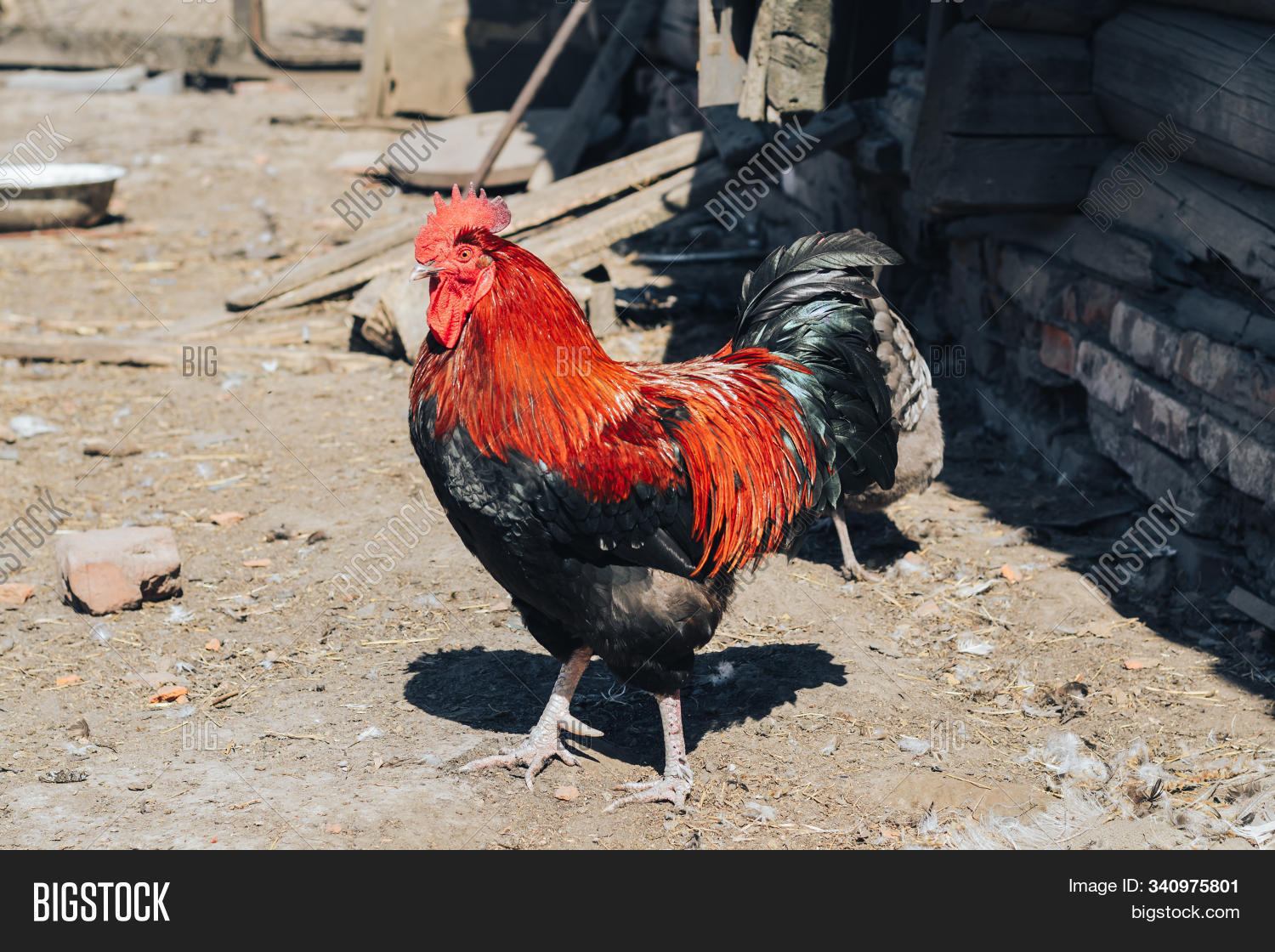 Big Red-black Rooster Image & Photo (Free Trial) | Bigstock