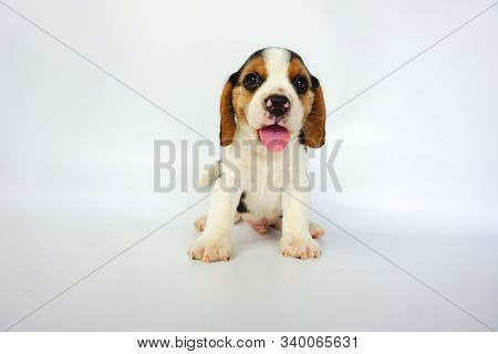 Smile Beagle Dog Image & Photo (Free Trial) | Bigstock