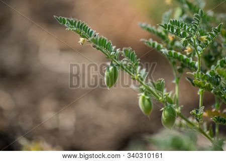 Chickpeas Pod Green Image & Photo (Free Trial) | Bigstock