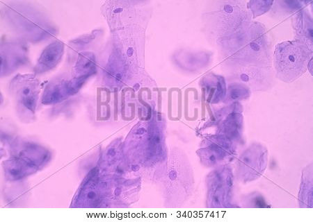 Human Cheek Epithelial Image & Photo (Free Trial) | Bigstock