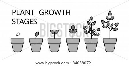 Tree Growth Stages Vector & Photo (Free Trial) | Bigstock