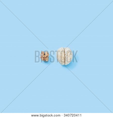 Walnut Brain Mock On Image & Photo (Free Trial) | Bigstock