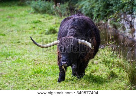 Highland Cow Images, Illustrations & Vectors (Free) - Bigstock