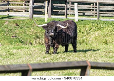 Highland Cow Images, Illustrations & Vectors (Free) - Bigstock