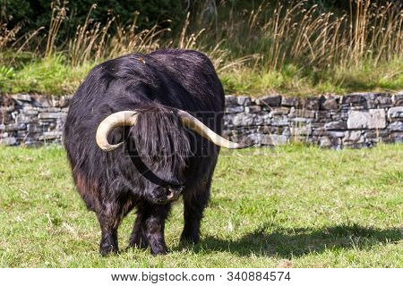 Highland Cow Images, Illustrations & Vectors (Free) - Bigstock