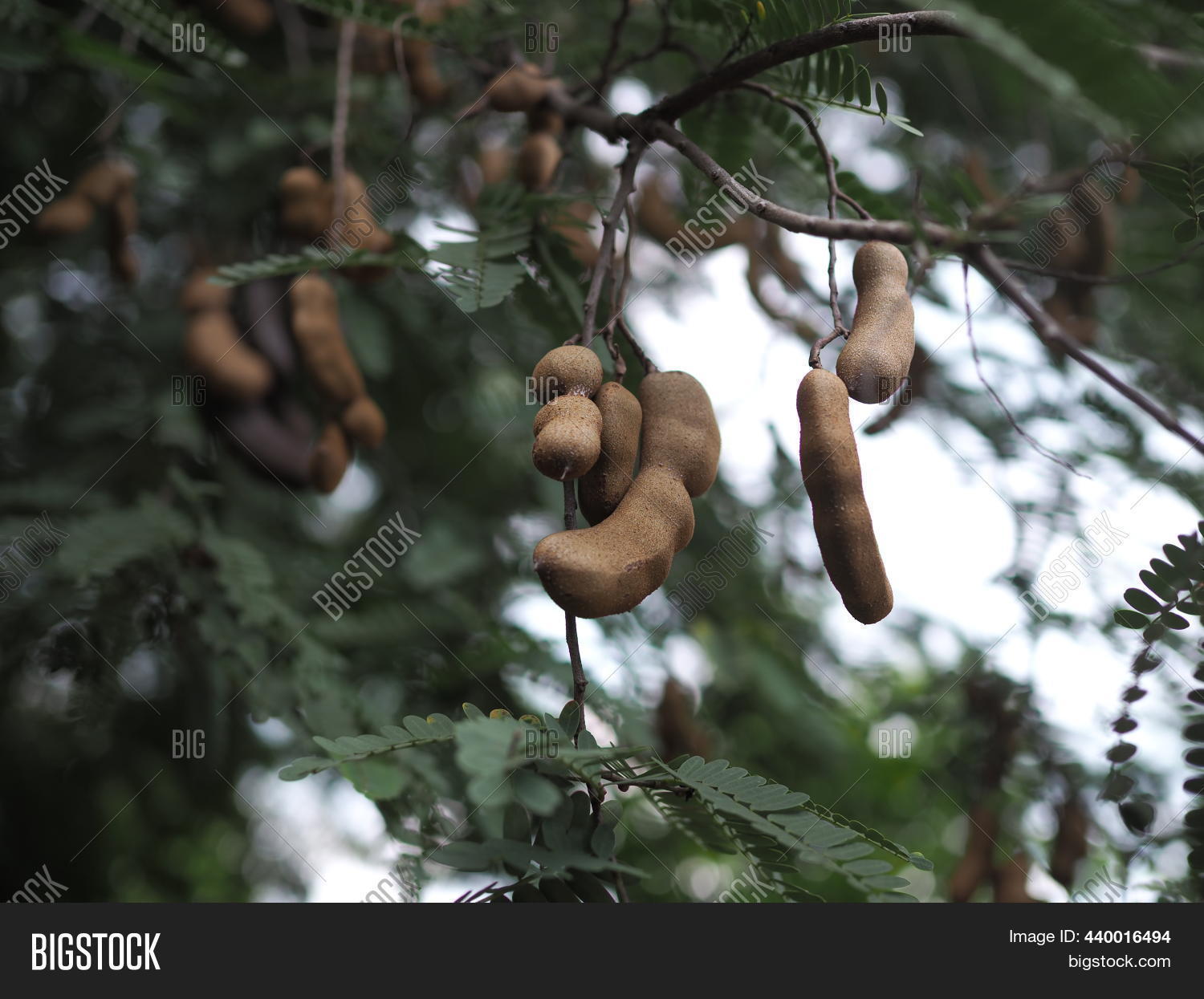 Sweet Tamarind Leaf On Image & Photo (Free Trial) | Bigstock