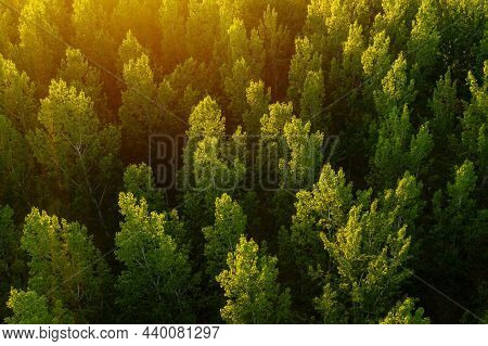 Green Aspen Tree Image & Photo (Free Trial) | Bigstock