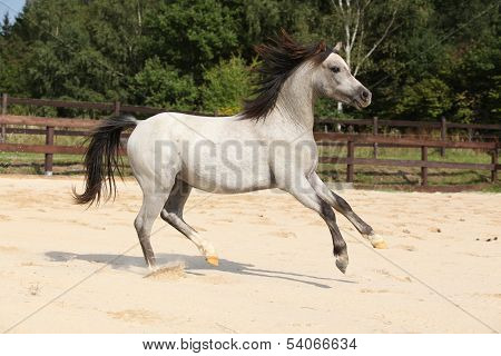 Mane Flying Images, Illustrations & Vectors (Free) - Bigstock