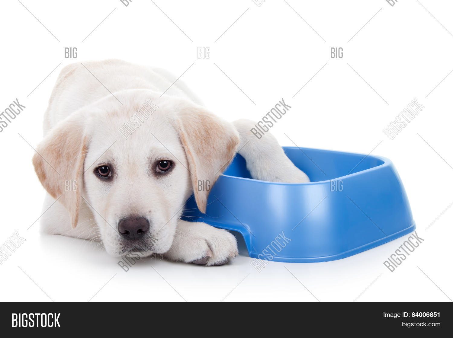 Hungry Dog Image & Photo (Free Trial) | Bigstock