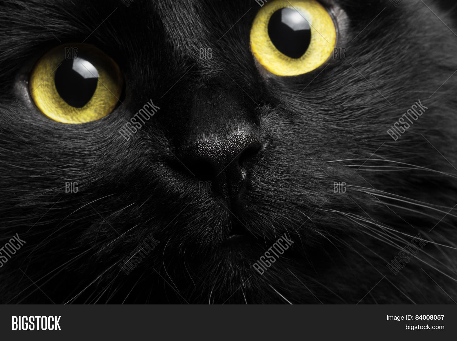 Closeup Black Cat Image & Photo (Free Trial) | Bigstock