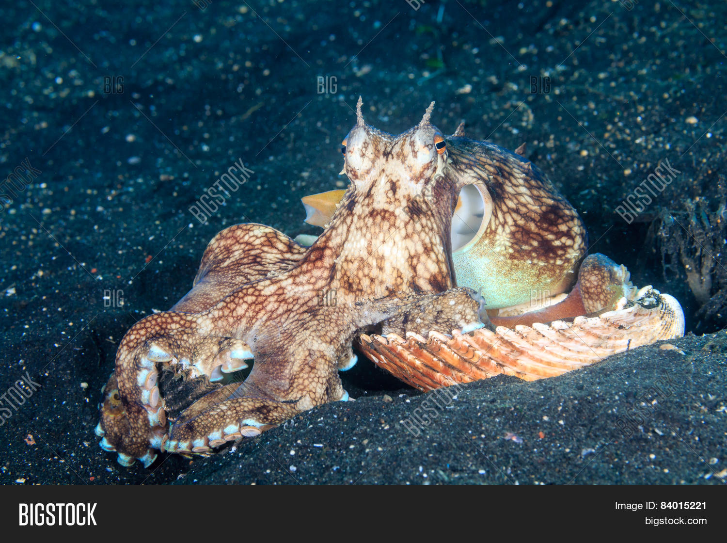 Coconut Octopus Image & Photo (Free Trial) | Bigstock