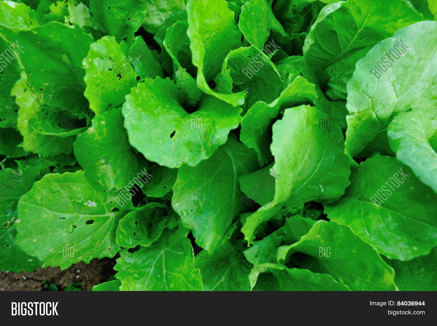 Green Leaf Mustard Image & Photo (Free Trial) | Bigstock
