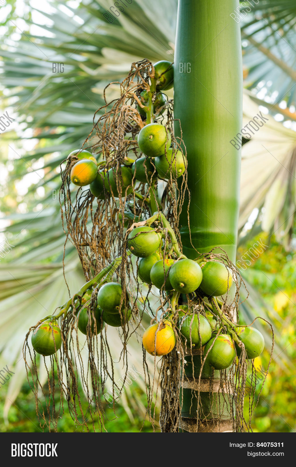 Closeup Ripe Areca Nut Image & Photo (Free Trial) | Bigstock