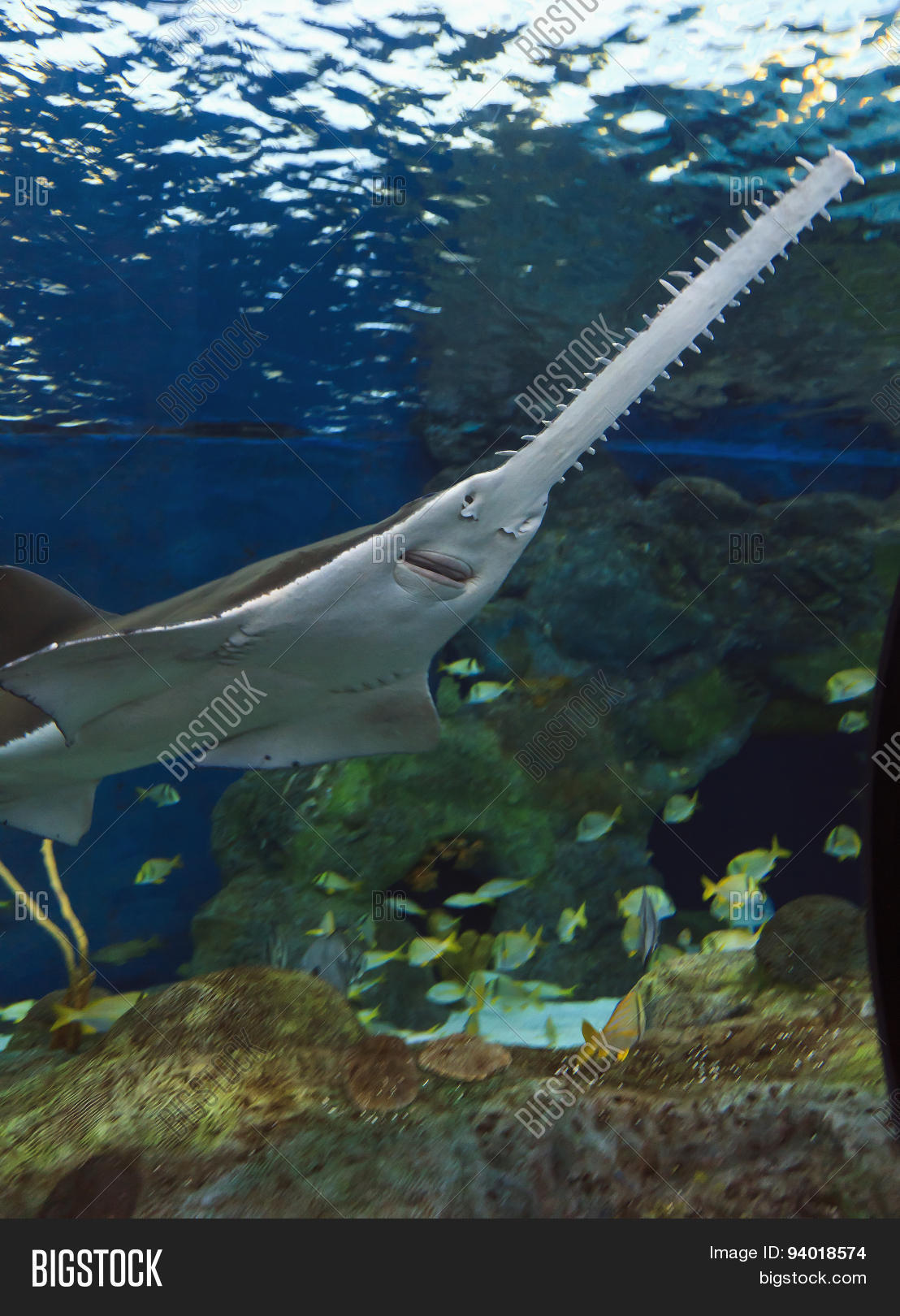 Sawfish Water Image & Photo (Free Trial) | Bigstock