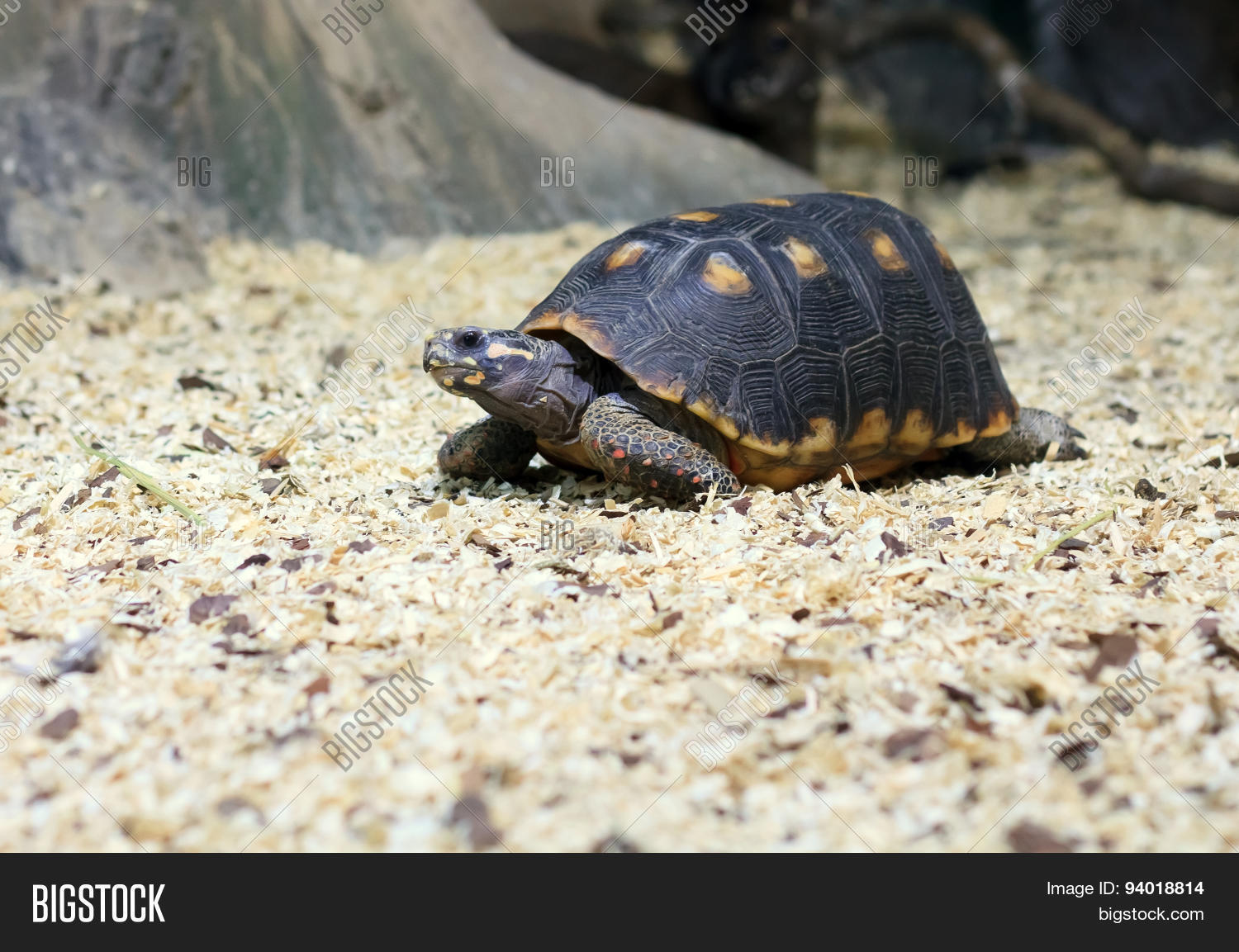 Spur-thighed Turtle Image & Photo (Free Trial) | Bigstock