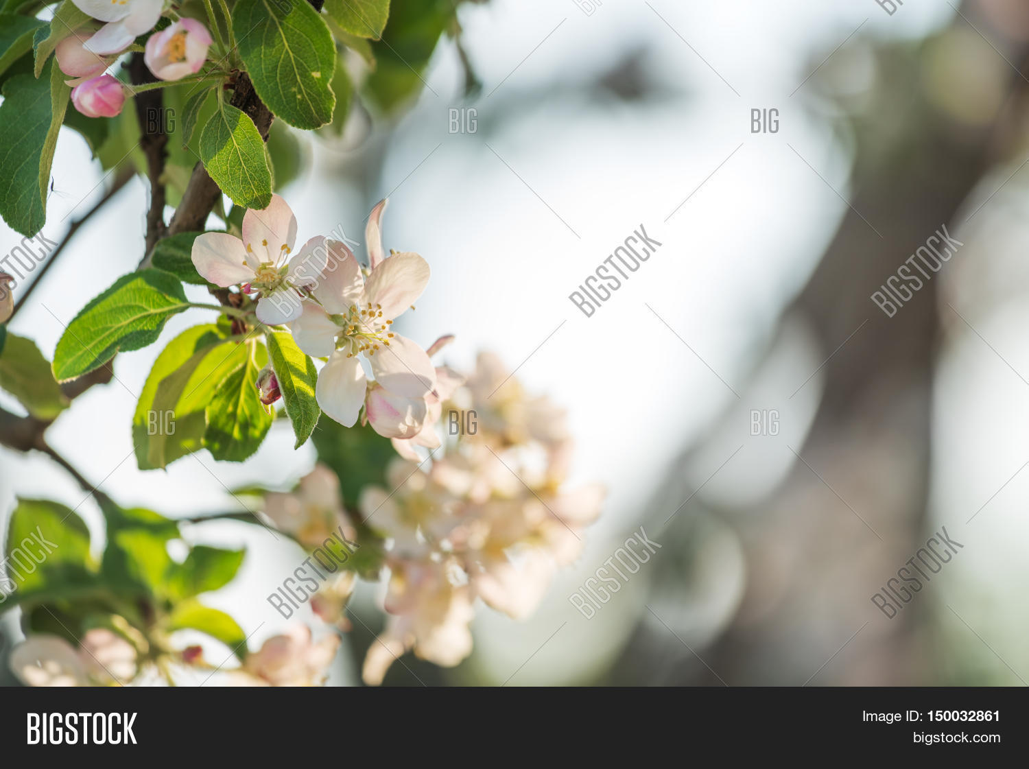 White Cherry 图片和照片（免费试用） | Bigstock