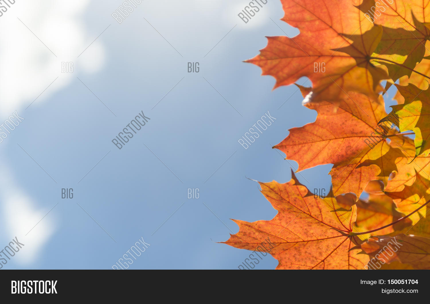 Bright Yellow Maple Image & Photo (Free Trial) | Bigstock