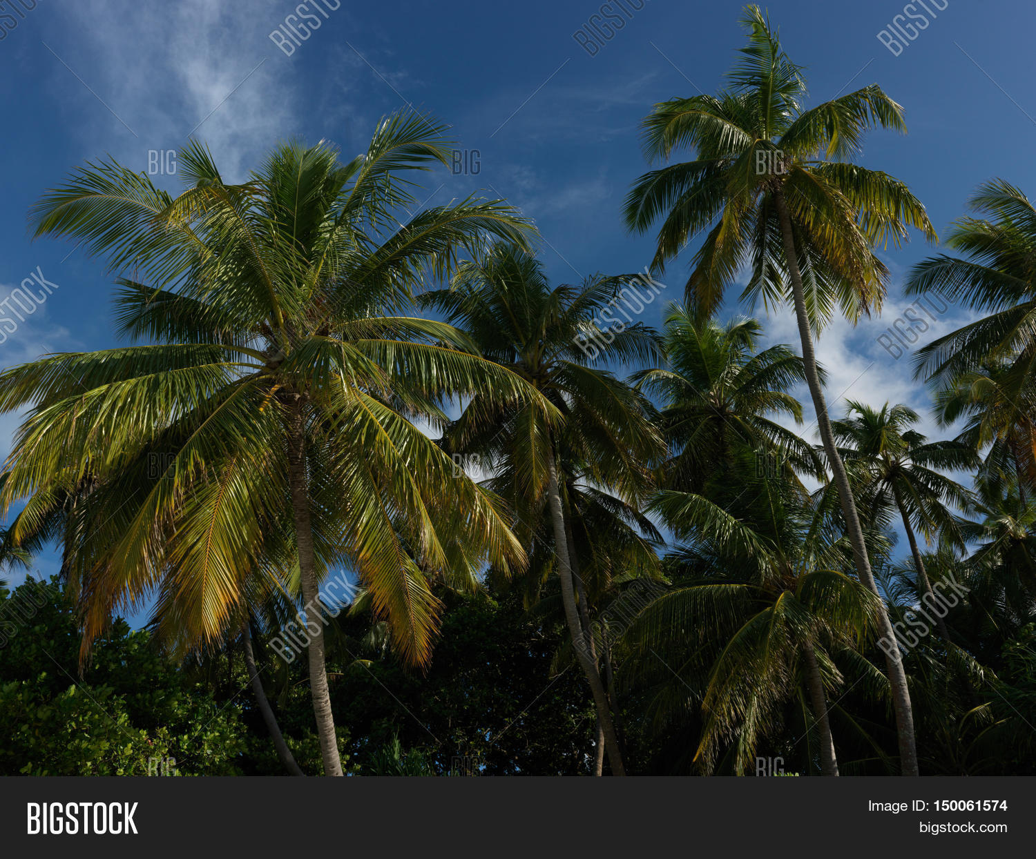 Paradise View Palm Image & Photo (Free Trial) | Bigstock
