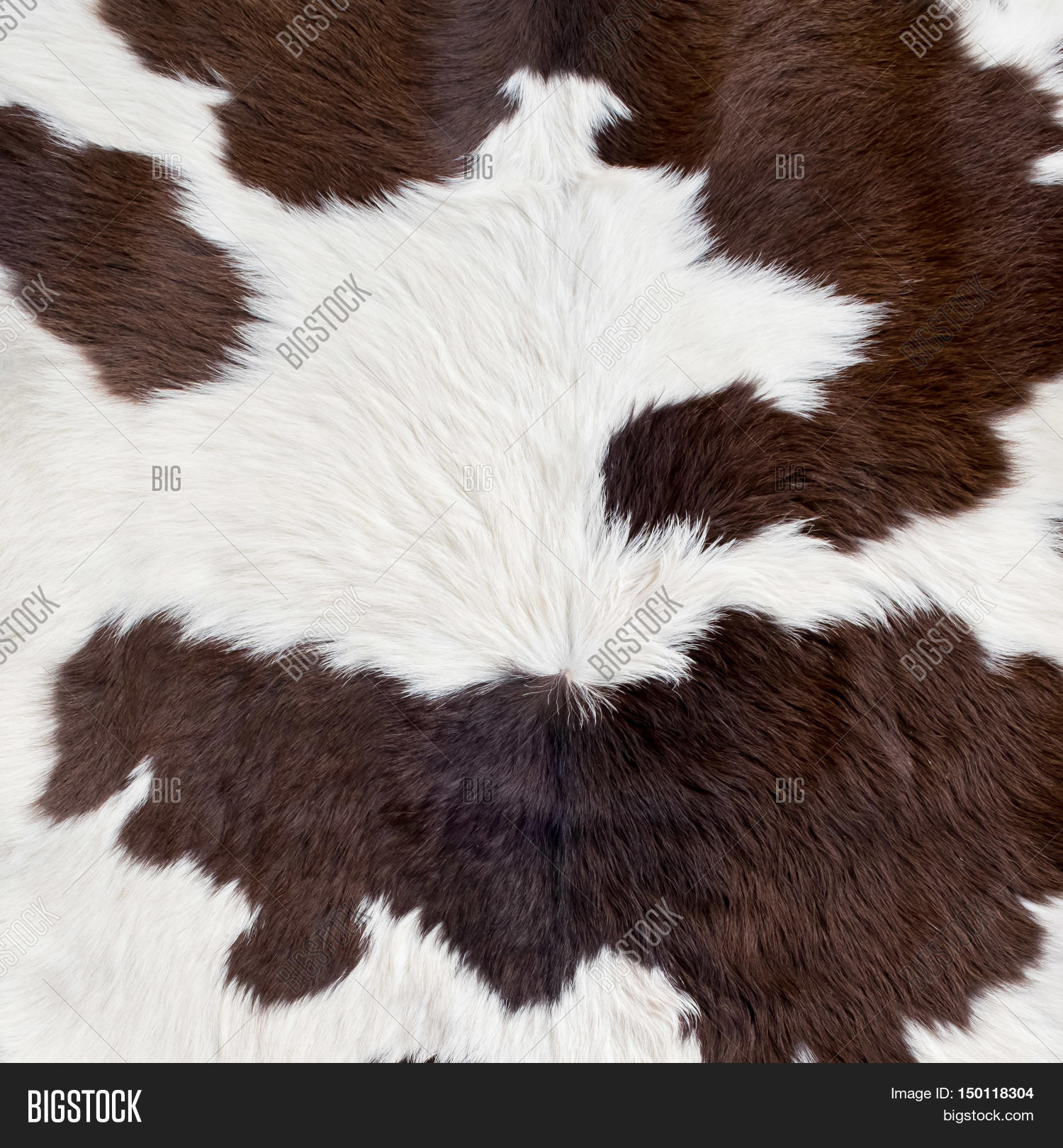 Cow Skin Texture On Image & Photo (Free Trial) | Bigstock