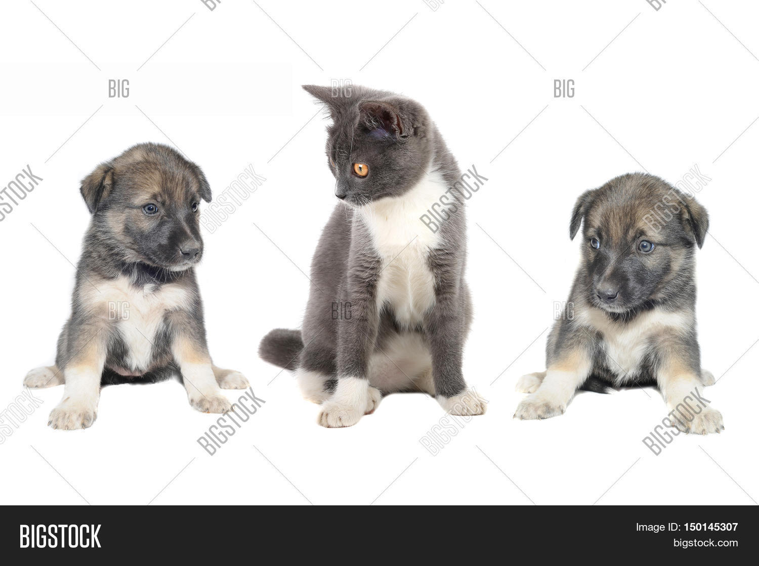 Cute Puppy Cat Image & Photo (Free Trial) | Bigstock