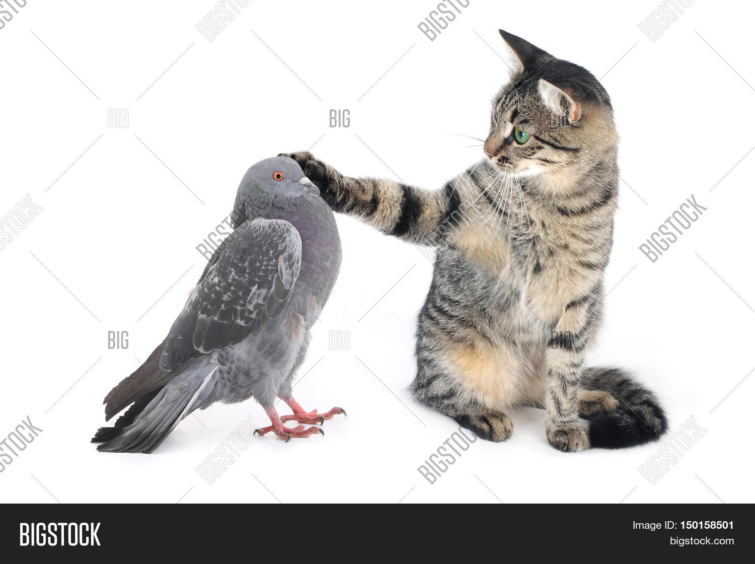 Cat Paws Pigeon On Image & Photo (Free Trial) | Bigstock