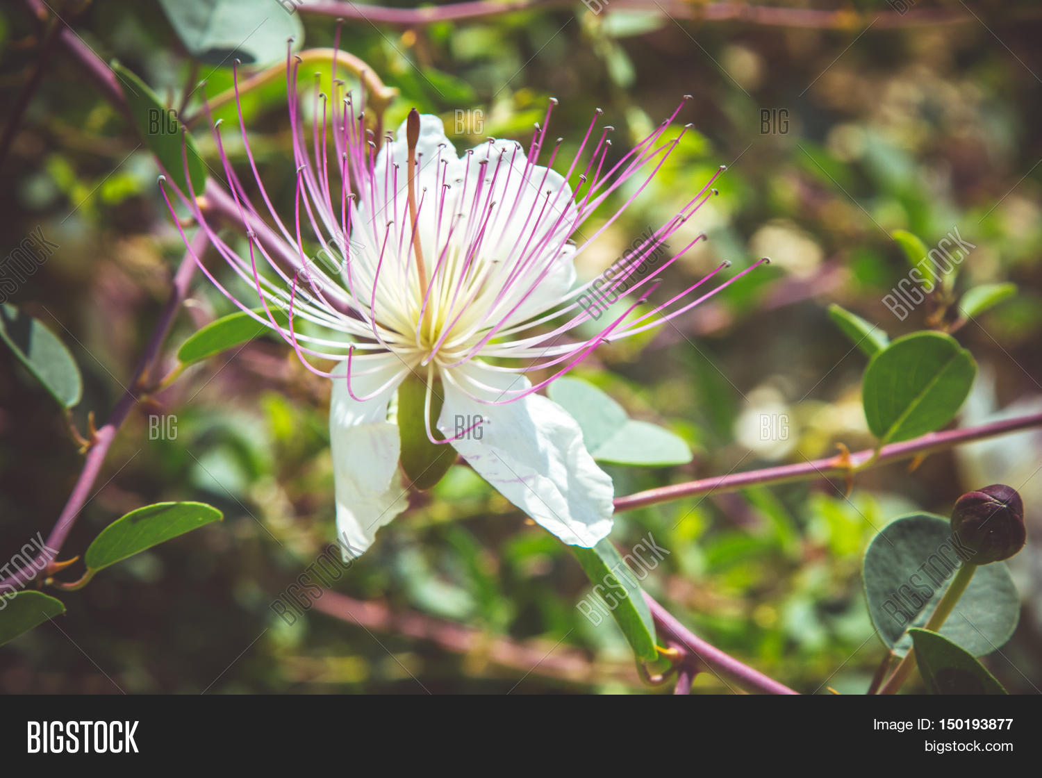 Capparis Flower Image & Photo (Free Trial) | Bigstock