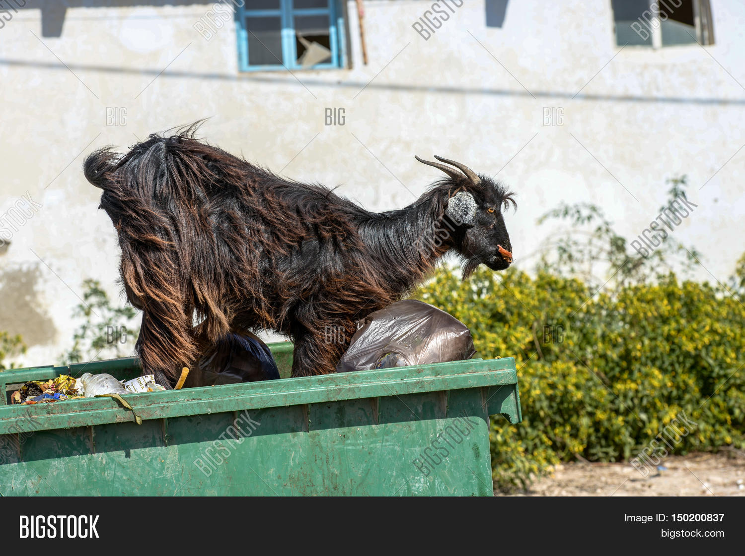 Black He-goat On Top Image & Photo (Free Trial) | Bigstock