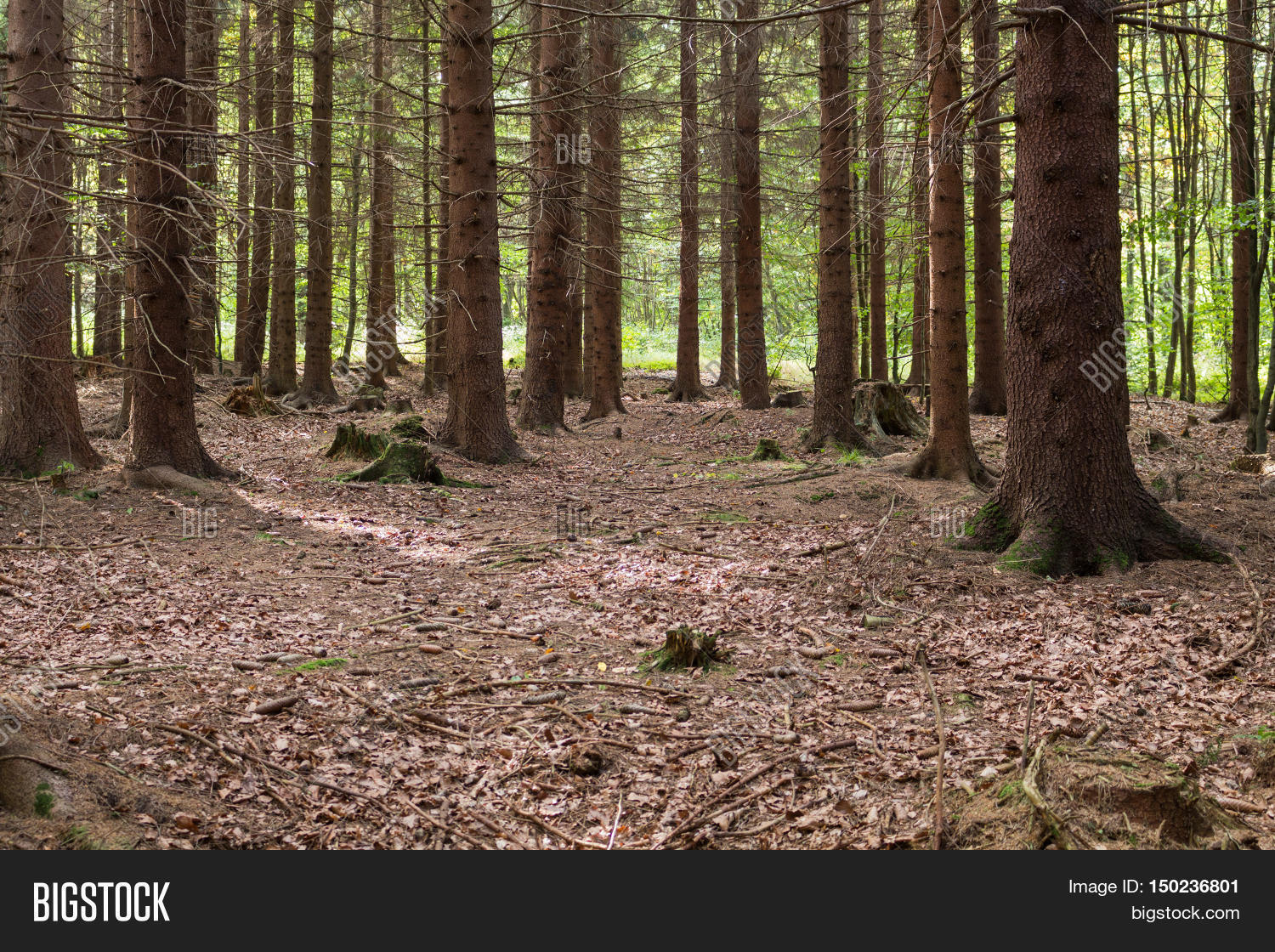 Bright Green Forest Image & Photo (Free Trial) | Bigstock