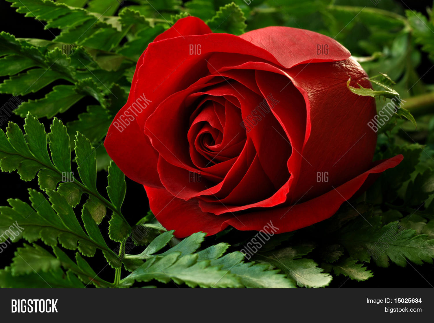 Low Key Image Dark Red Image & Photo (Free Trial) | Bigstock