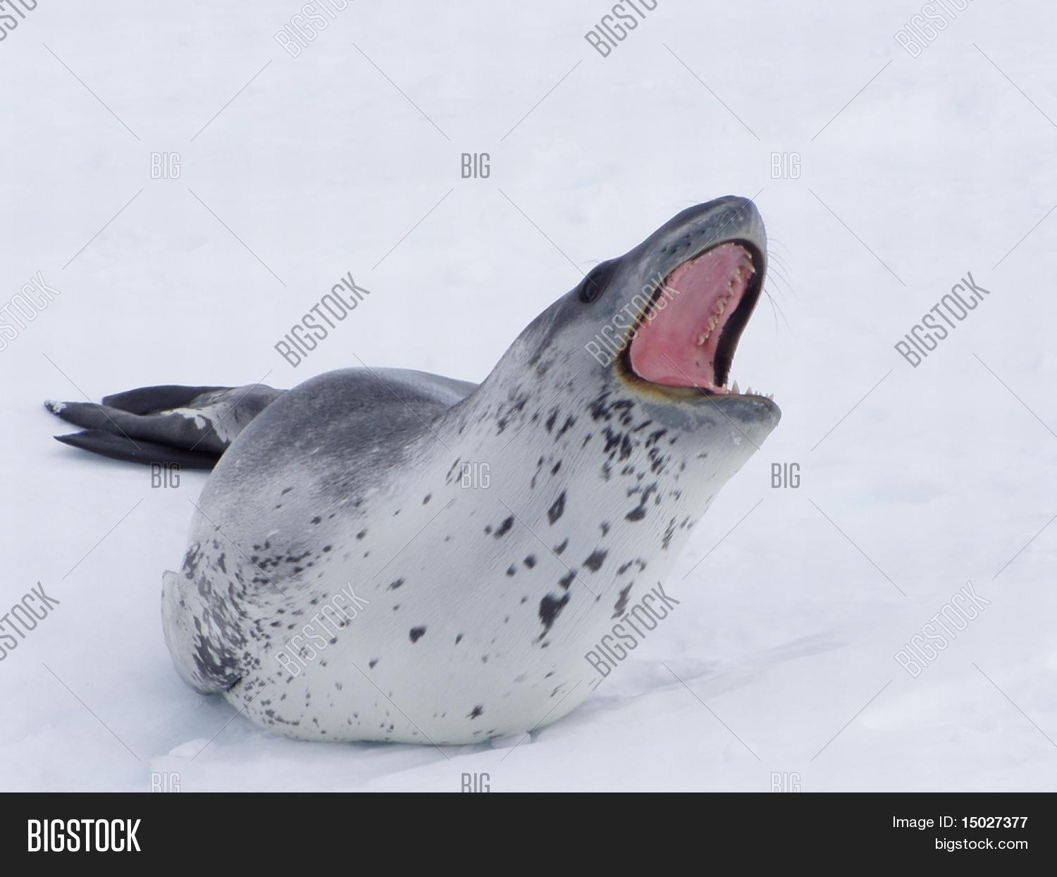Leopard Seal Mouth