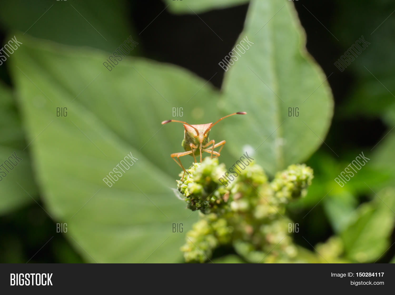 Hemiptera Nezara Image & Photo (Free Trial) | Bigstock